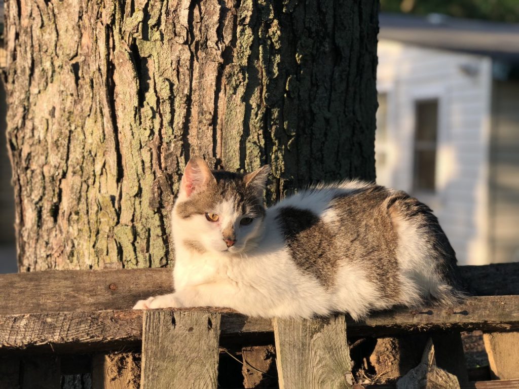 IndyHumane, Indy Neighborhood Cats work together to help Community Cats ...