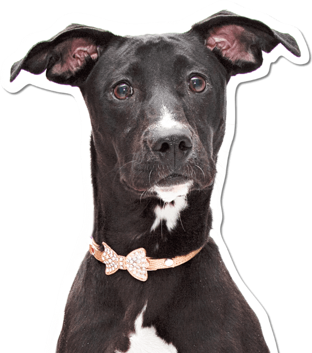 IndyHumane – Find your future friend forever