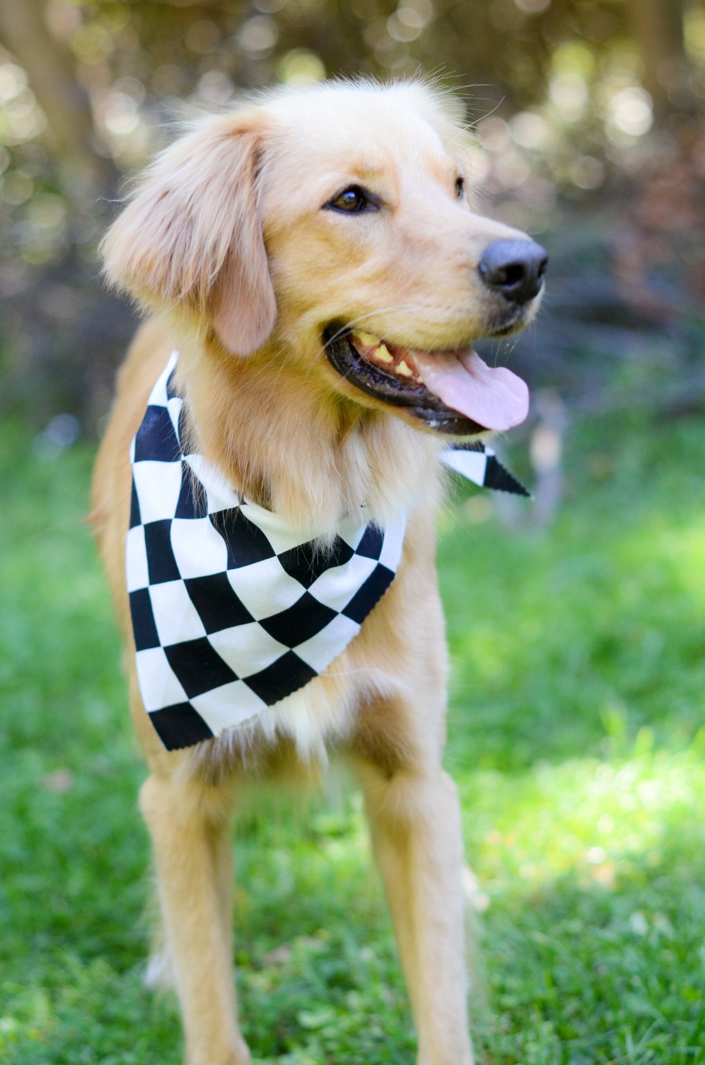 About – IndyHumane