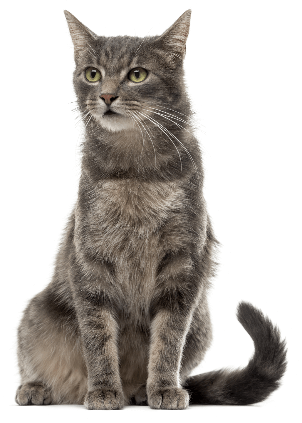 Vaccine Clinics - IndyHumane