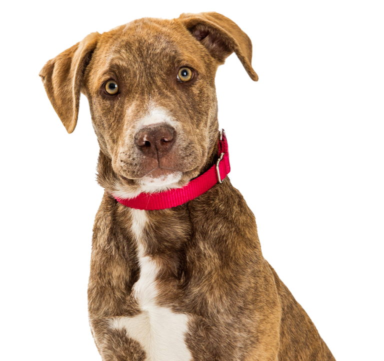 IndyHumane – Find your future friend forever