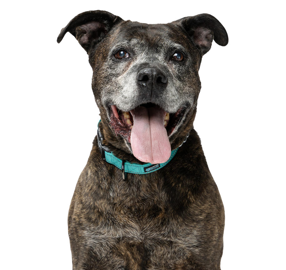 IndyHumane – Find your future friend forever