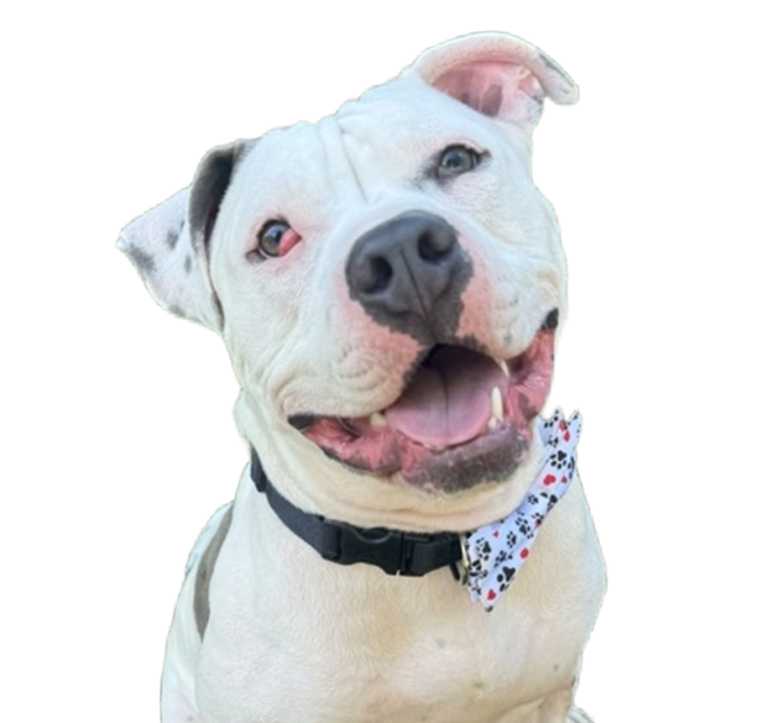 IndyHumane – Find your future friend forever